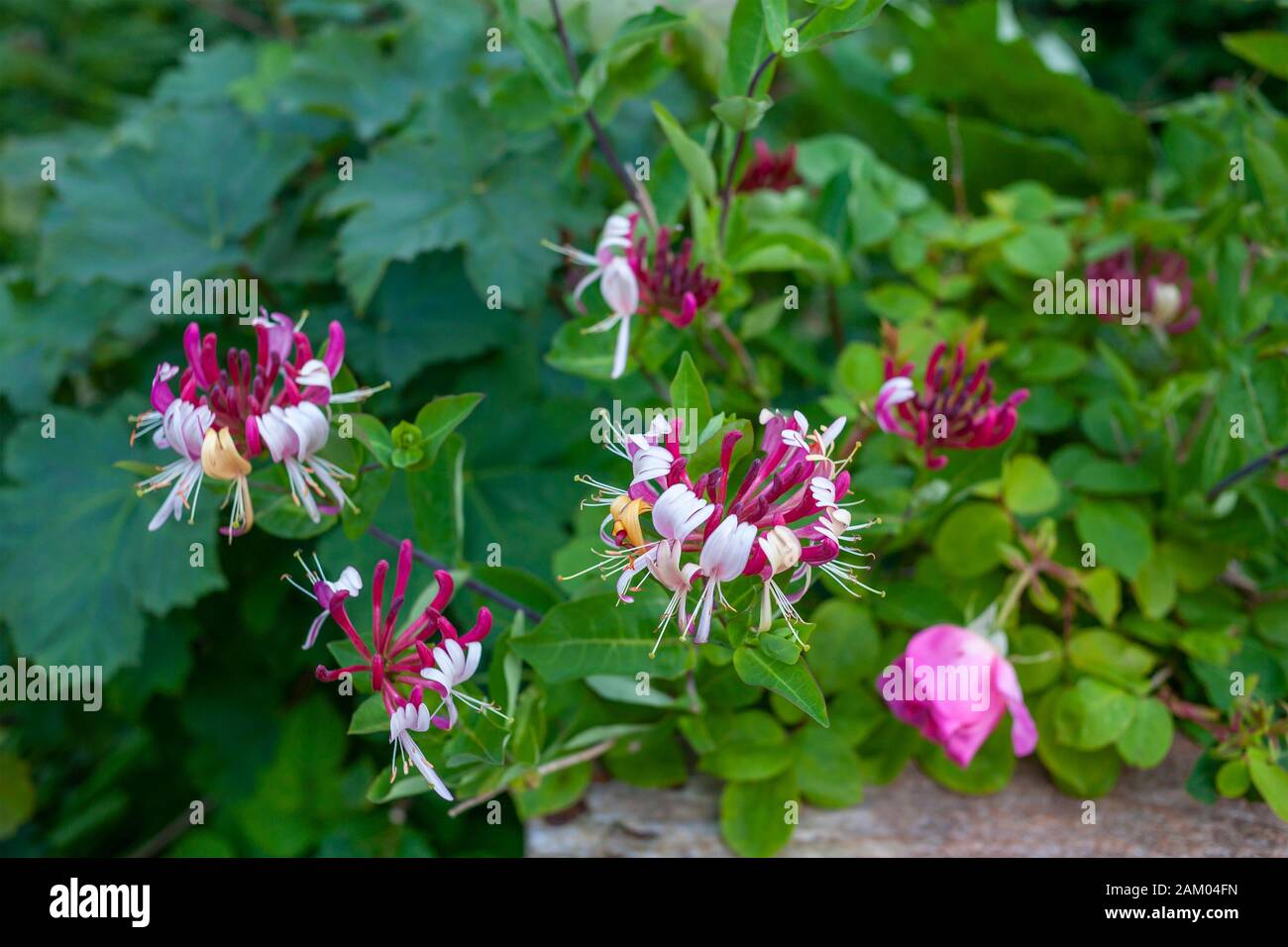 Roses, fuschia, purple flowers, and foliage in Portree, Isle of Skye ...
