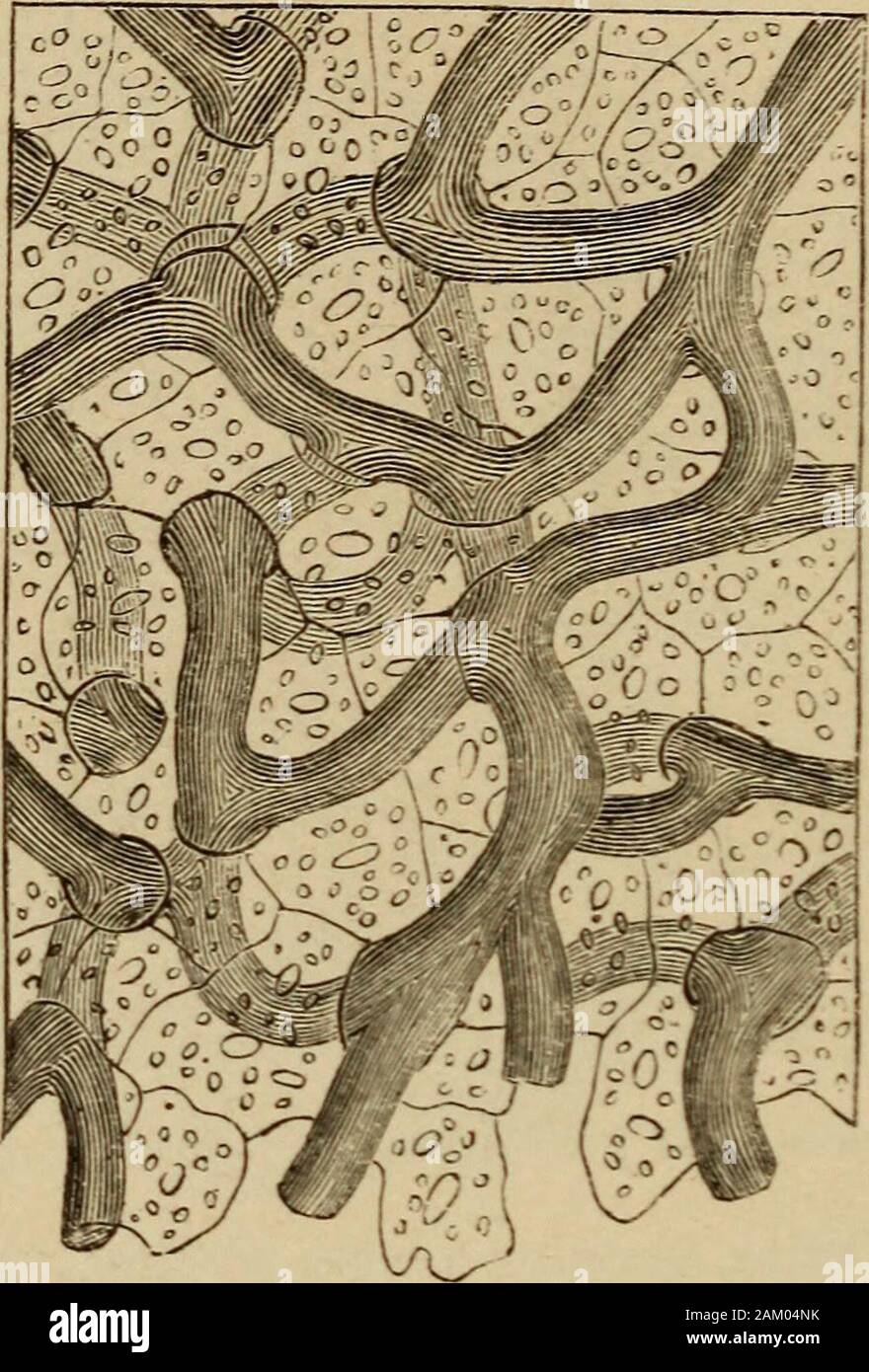 Hepatic lobules hi-res stock photography and images - Alamy