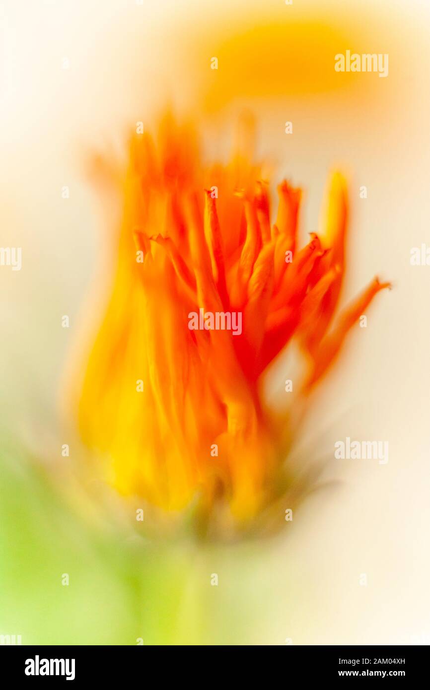 Calendula flower High Resolution Stock Photography and Images - Alamy