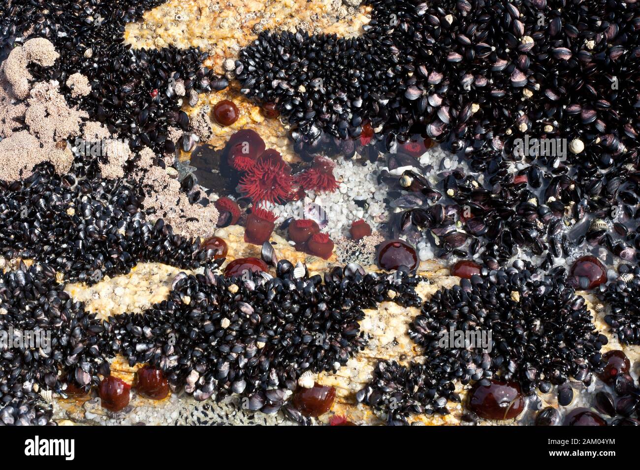 Sea anemone shells hi-res stock photography and images - Alamy