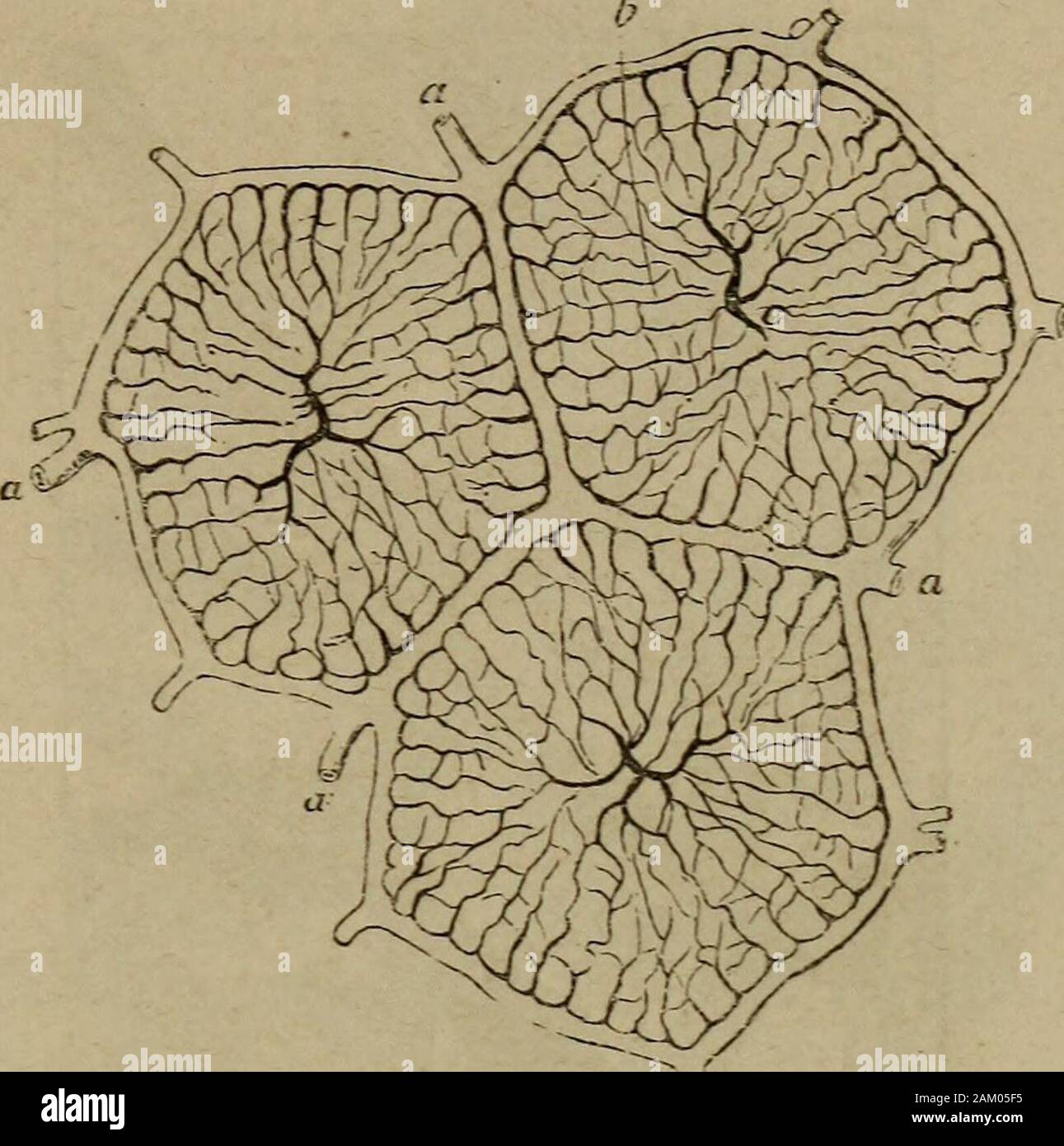 Interlobular veins hi-res stock photography and images - Alamy