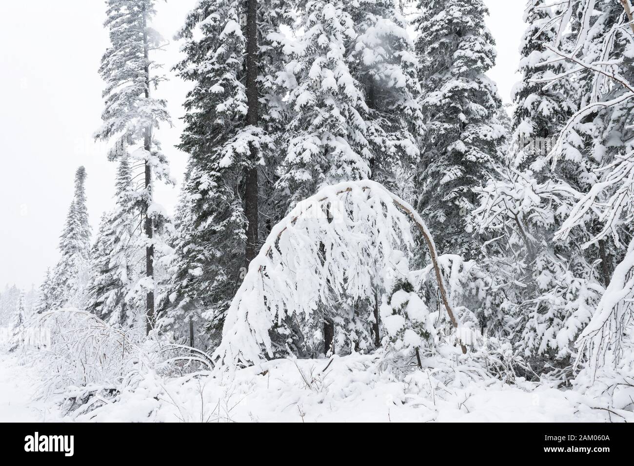 Winter forest snowy taiga hills Beautiful beautiful nature of Russia ...