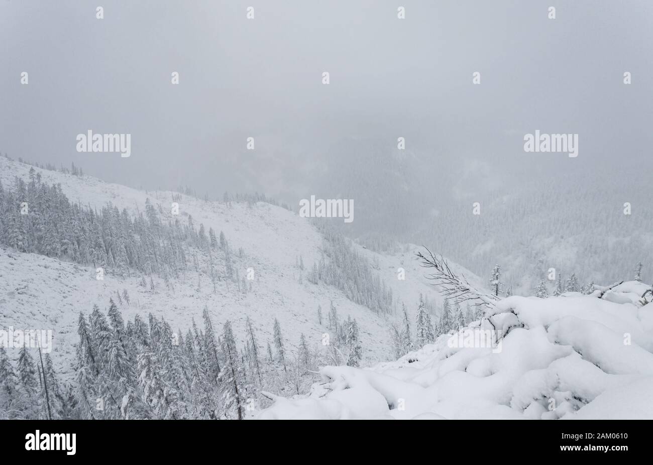 Winter forest snowy taiga hills Beautiful beautiful nature of Russia ...