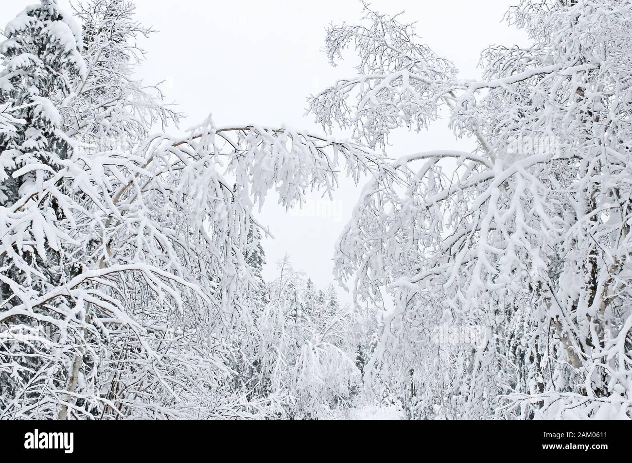 Winter forest snowy taiga hills Beautiful beautiful nature of Russia ...