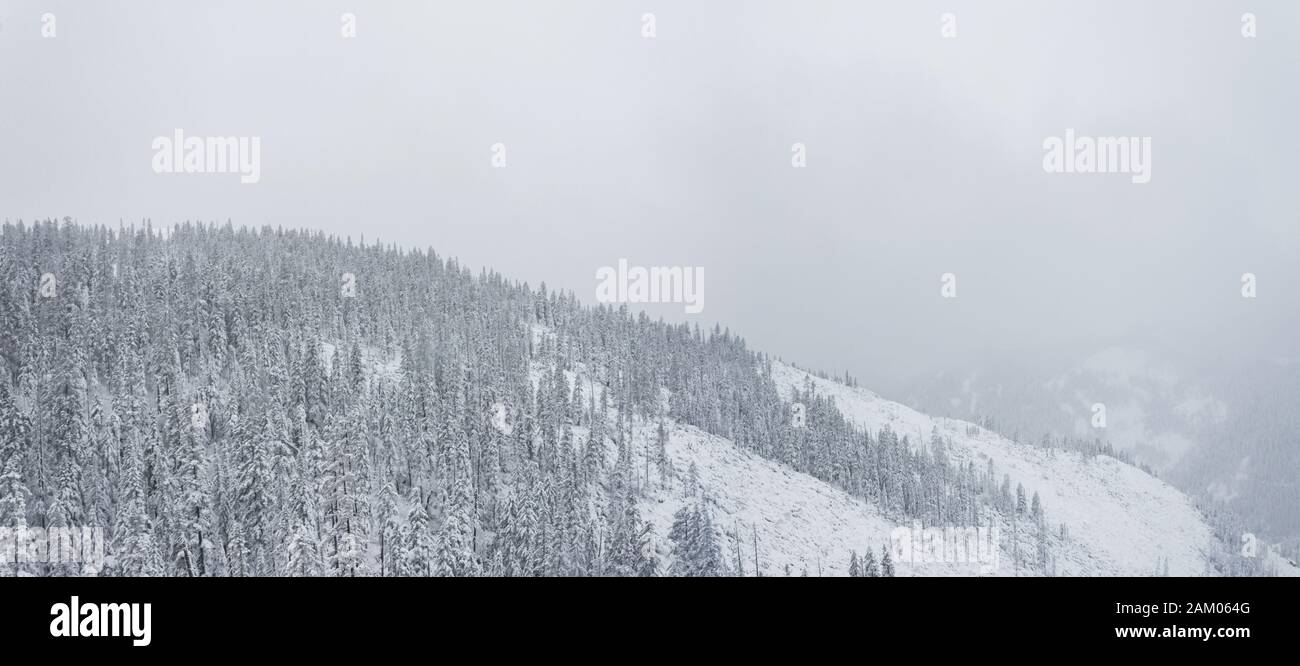 Winter forest snowy taiga hills Beautiful beautiful nature of Russia ...