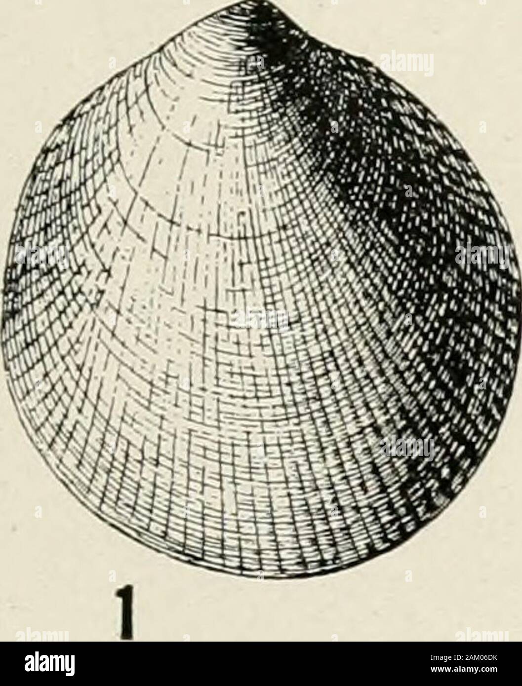 Proceedings of the United States National Museum . Illustrations of ...