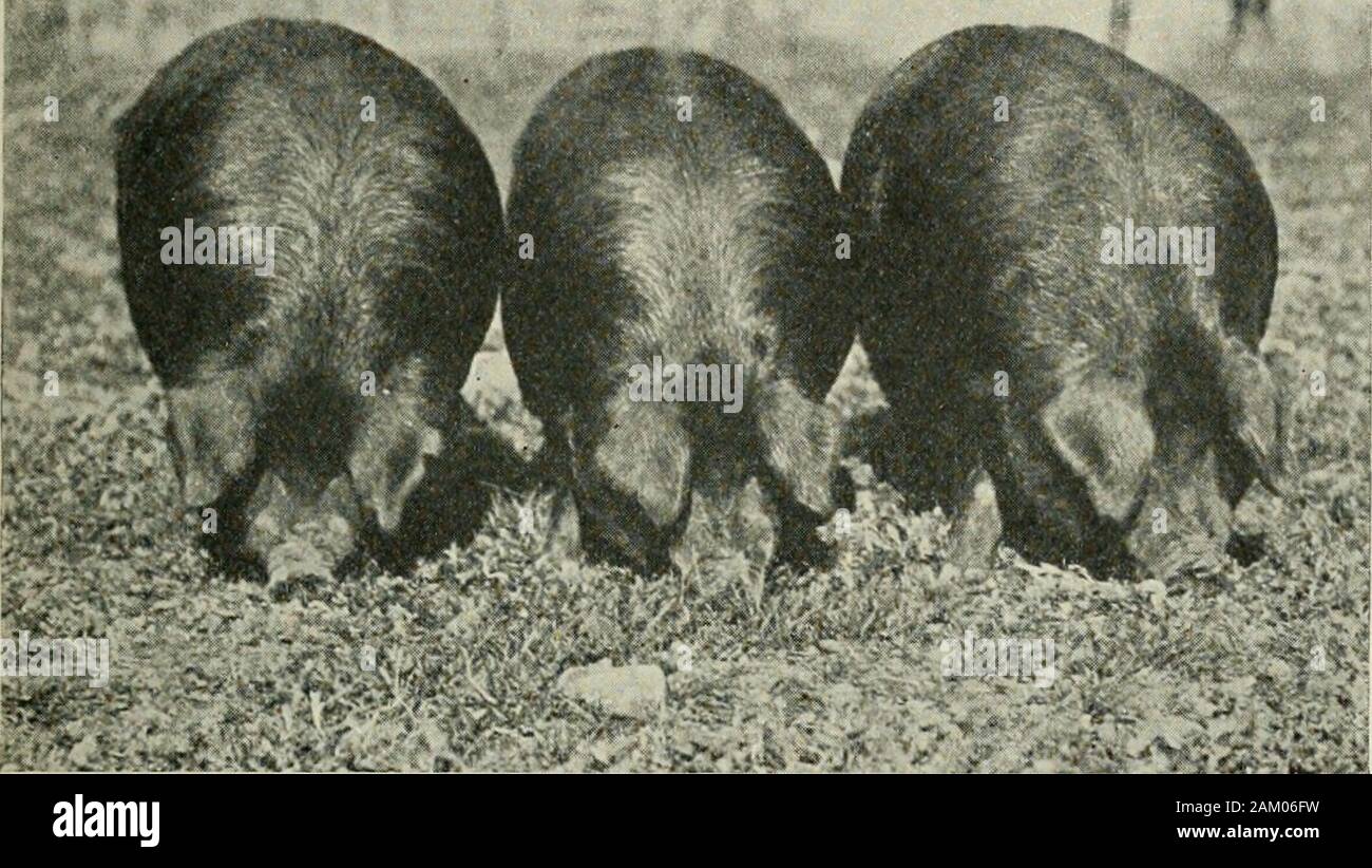 Duroc jersey hog hi-res stock photography and images - Alamy