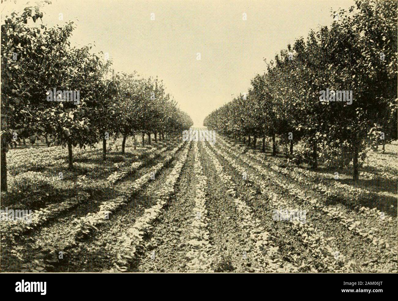 Double Cropping Example