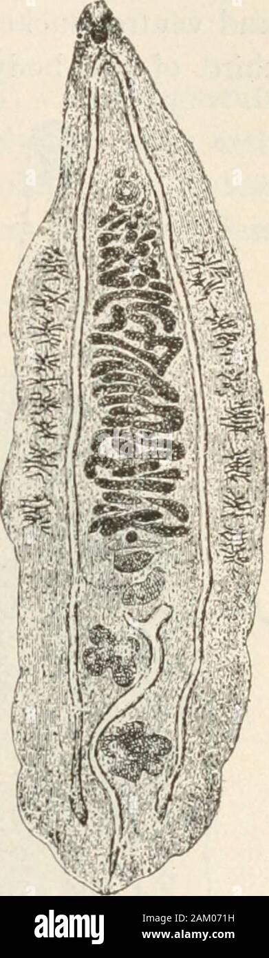 Chinese liver fluke hi-res stock photography and images - Alamy