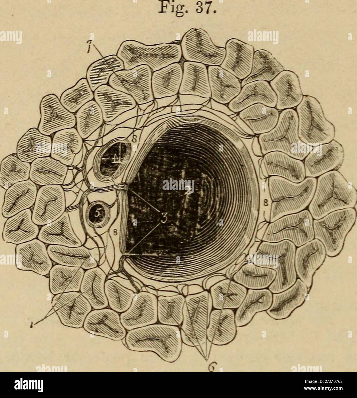 Transverse fissure hi-res stock photography and images - Alamy