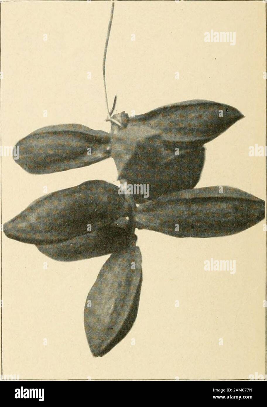 Illustrated catalogue and price-list of grafted, budded and choice ...