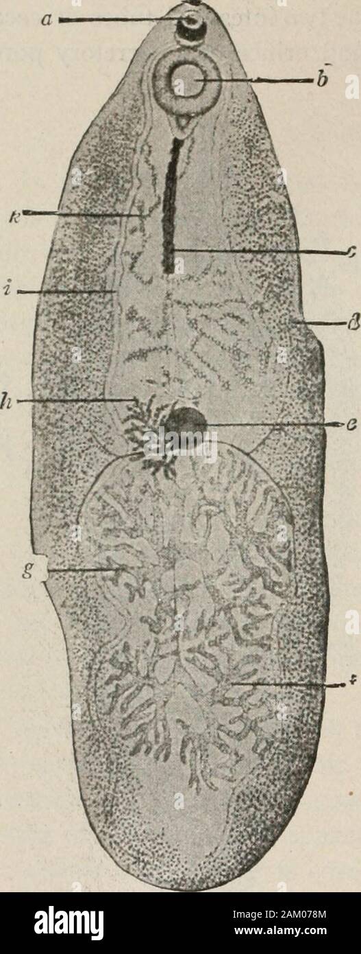 Ventral sucker hi-res stock photography and images - Alamy