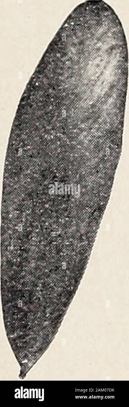 The forest nursery : collection of tree seeds and propagation ...