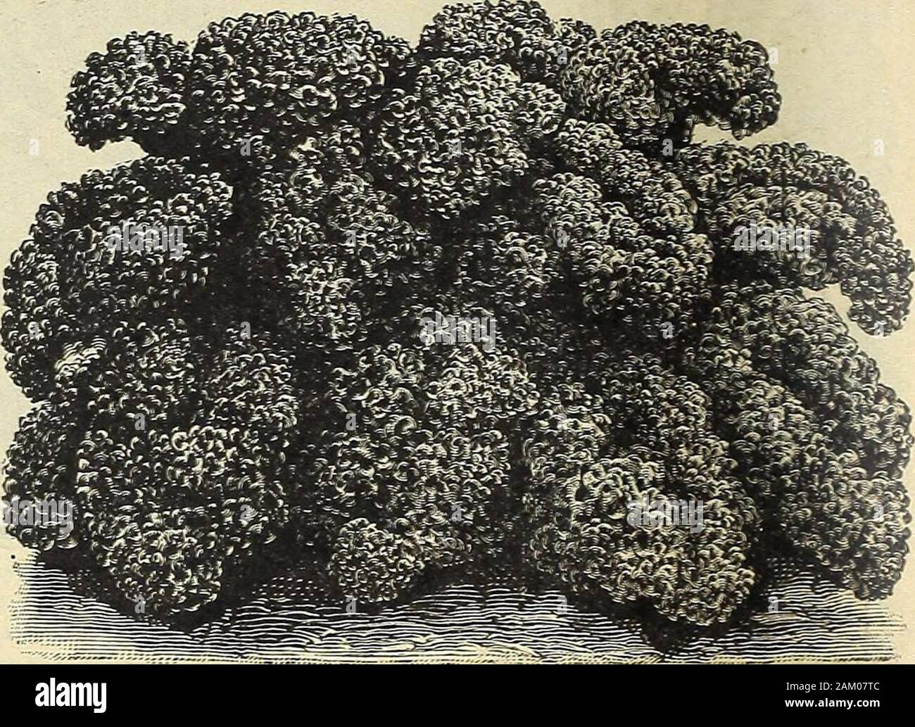 Glob tops hi-res stock photography and images - Alamy