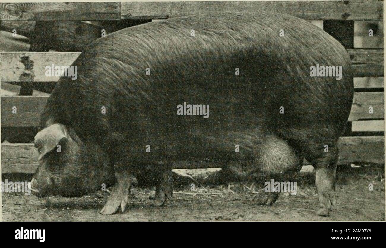 Duroc hog hi-res stock photography and images - Alamy