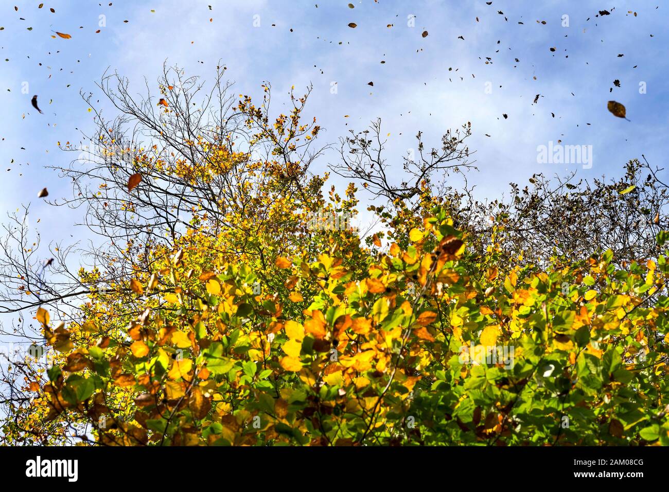 Leaves falling from a tree hi-res stock photography and images - Alamy