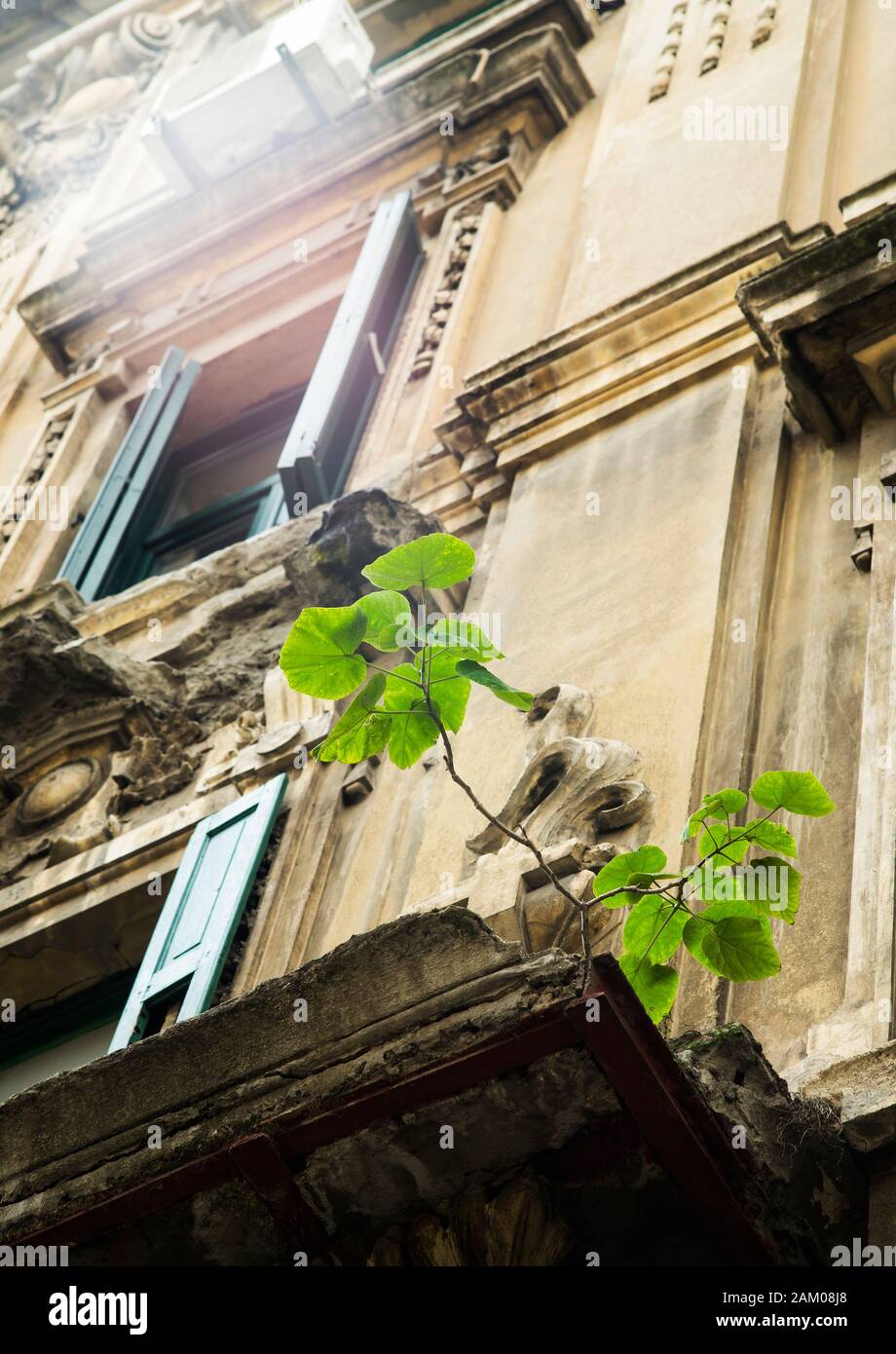 Tree growing from a concrete part of the building and growing strong ...