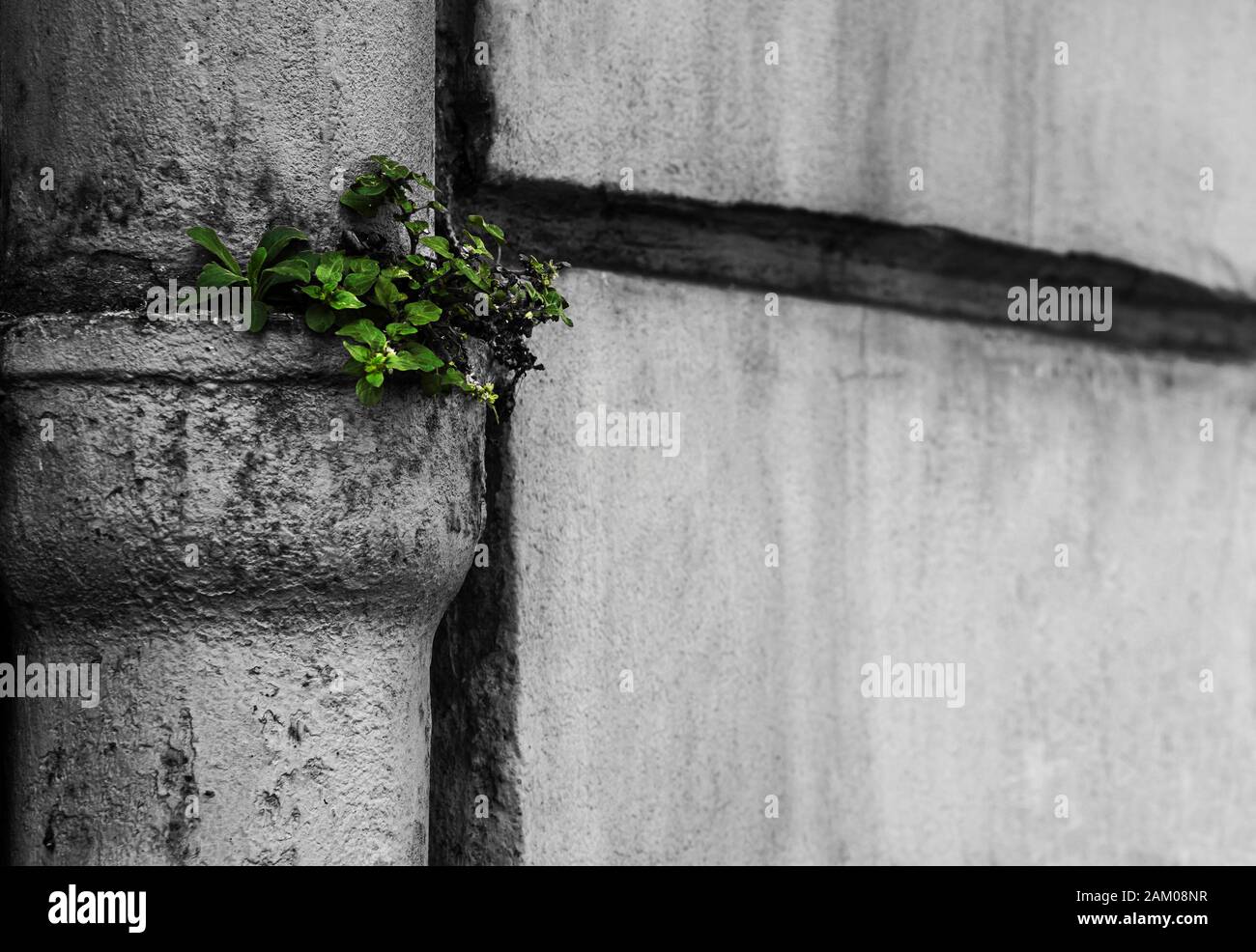 Inspiration showing sign growing hi-res stock photography and images ...