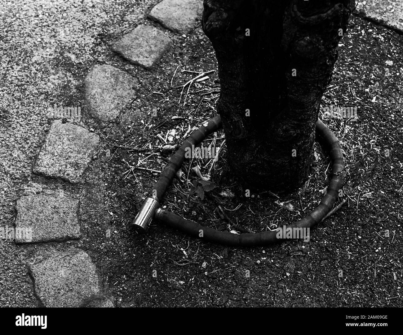 Tree with a locked bicycle lock around it Stock Photo - Alamy