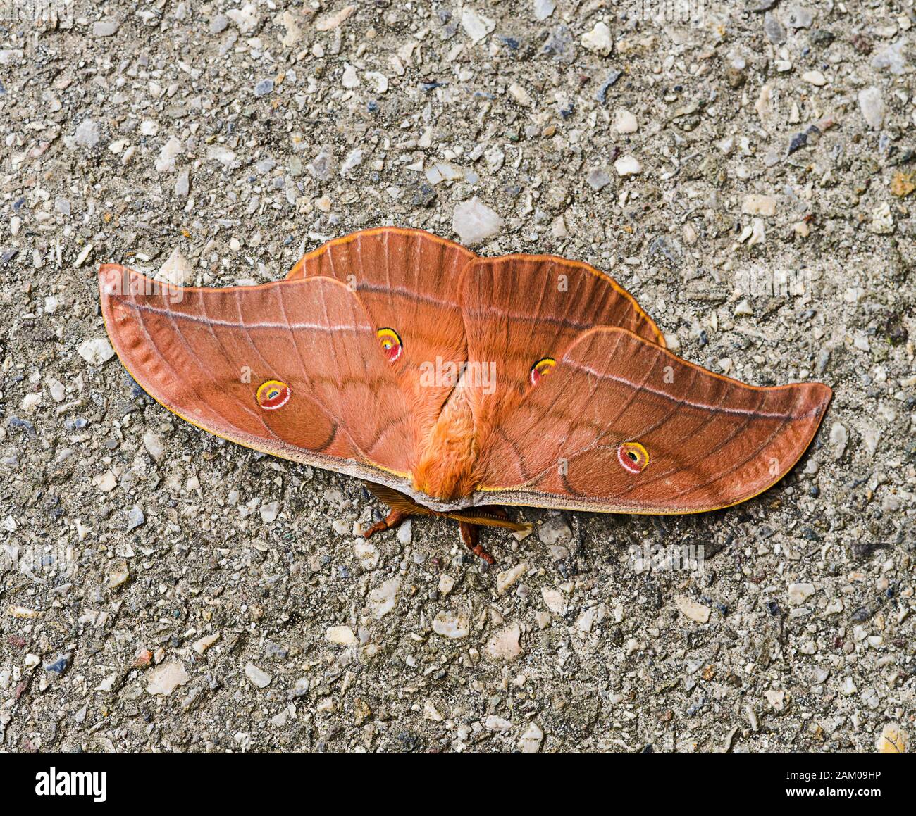 Antheraea yamamai butterfly known as the Japanese silk moth Stock Photo ...