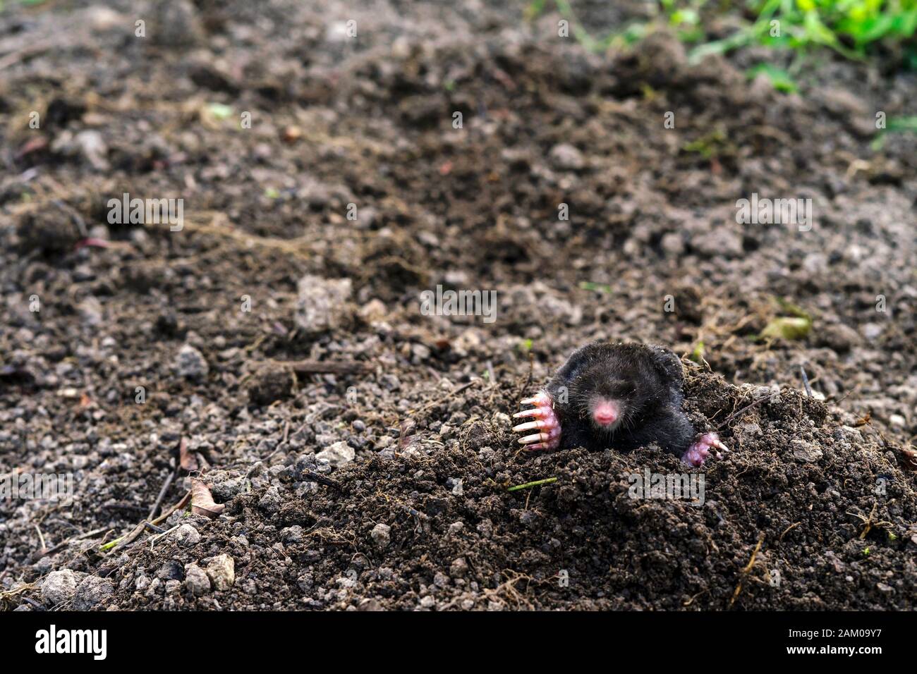 Mole sticking out of pile of earth Stock Photo - Alamy