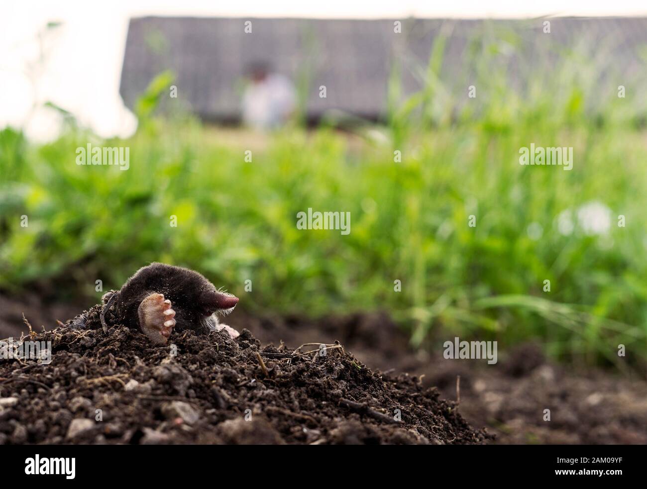 Mole sticking out of pile of earth Stock Photo - Alamy