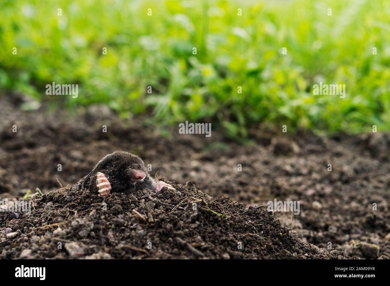 Mole sticking out of pile of earth Stock Photo - Alamy