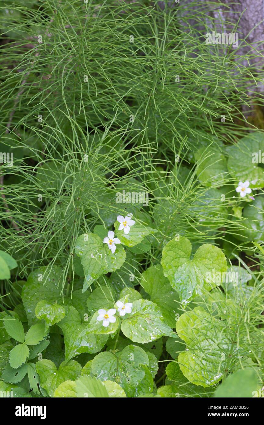 Canada violets and Equisetum in Rocky Mountain montane valley forest ...