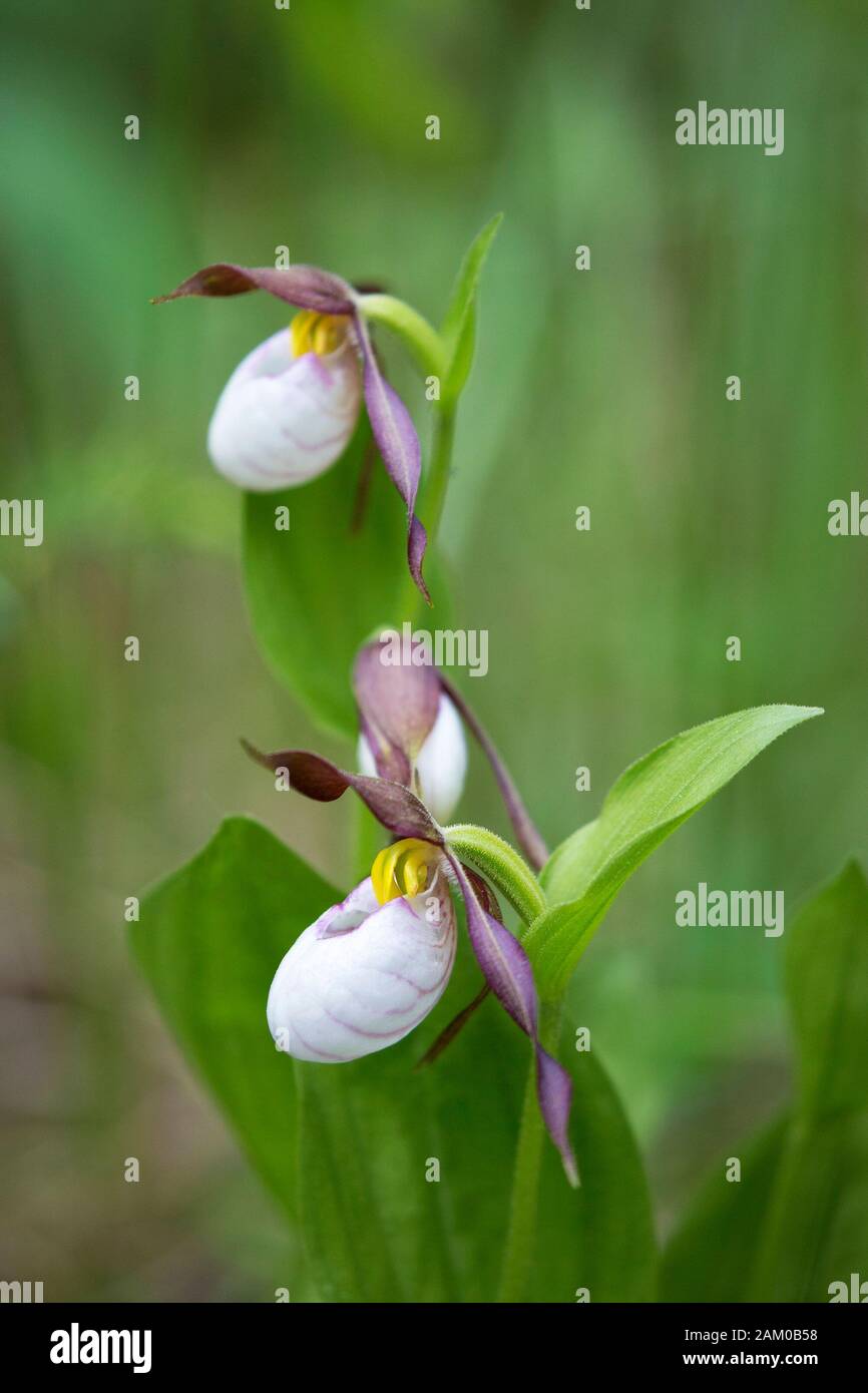 Mountain Lady's Slipper orchid in Rocky Mountain montane valley, Bow ...