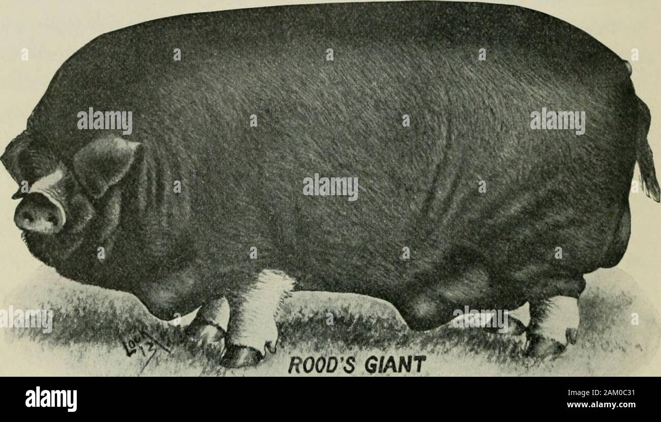 1866 cholera hi-res stock photography and images - Alamy