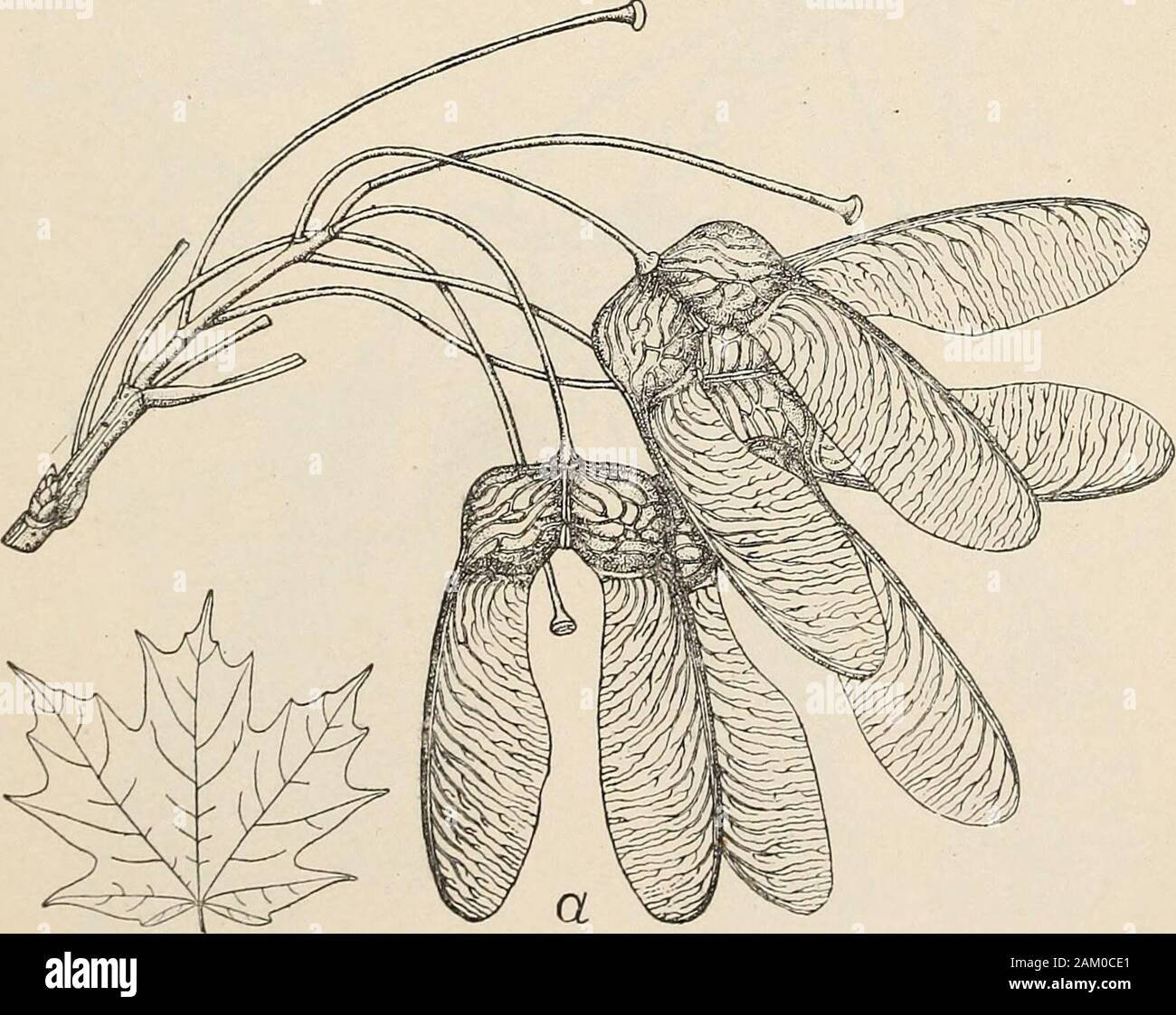 Tree Seed Drawing