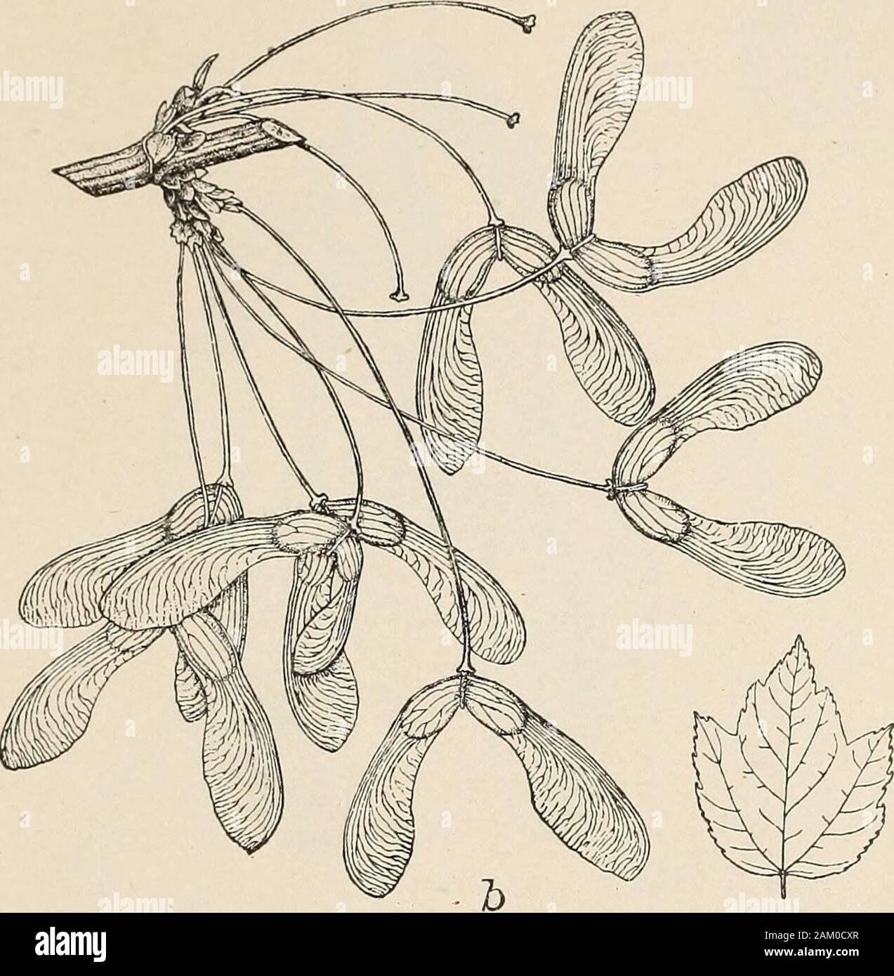 The forest nursery : collection of tree seeds and propagation ...