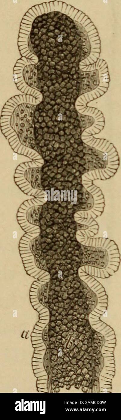 Transverse wrinkles hi-res stock photography and images - Alamy