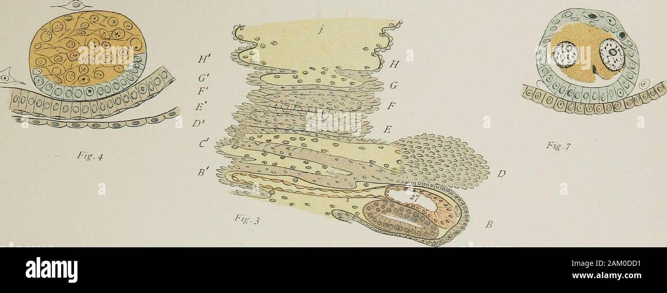 The genus Salpa . >] SALPA. PLATE XXXI C