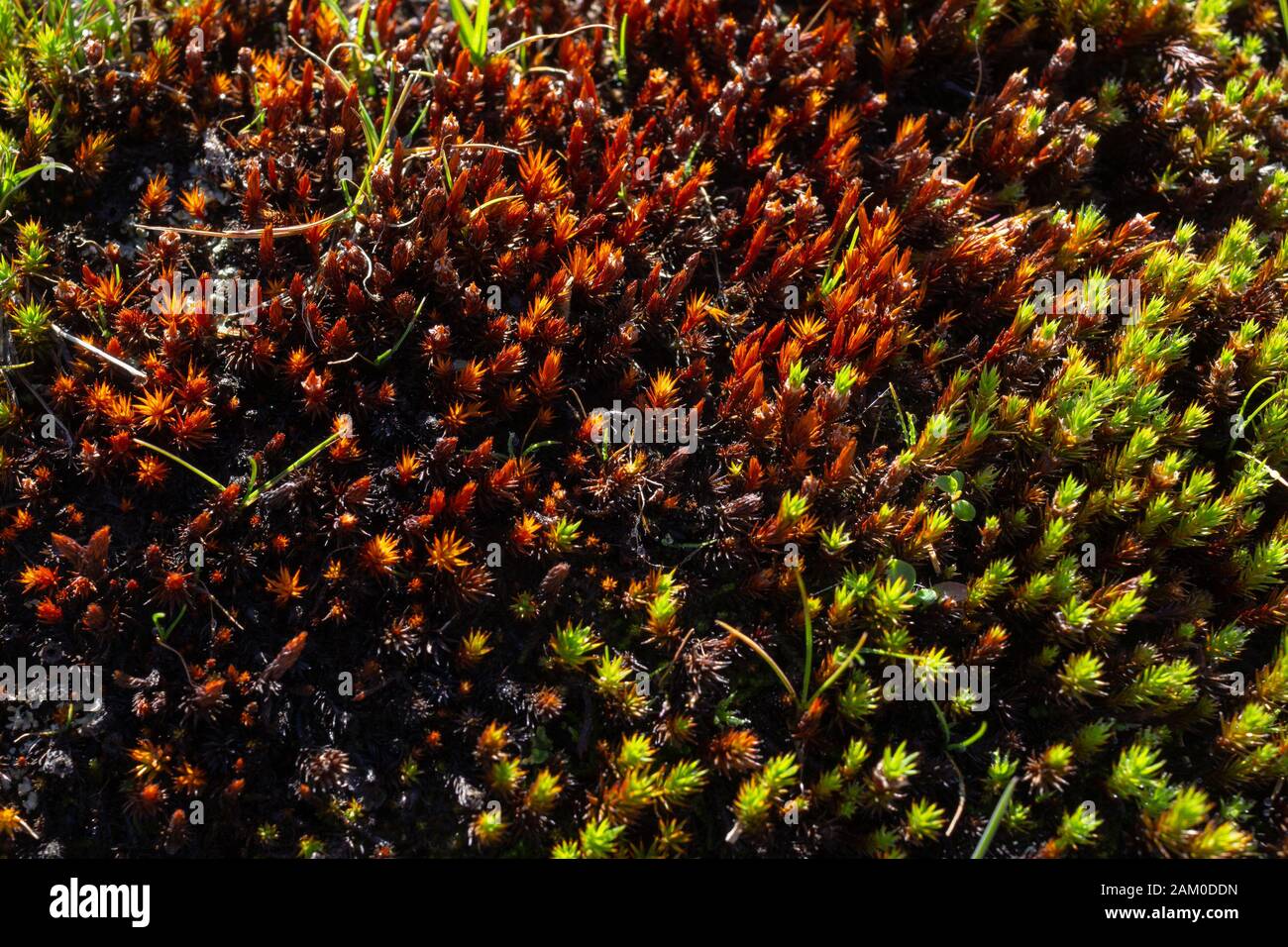 Mountain moss natural pattern. Photo taken at 2400 meters of altitude ...