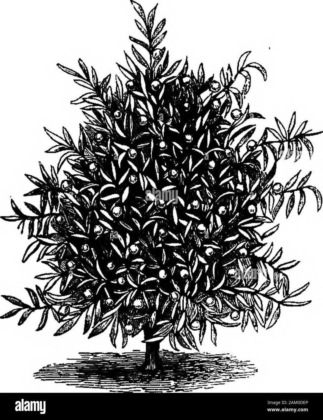 Standard orchard Black and White Stock Photos & Images - Alamy