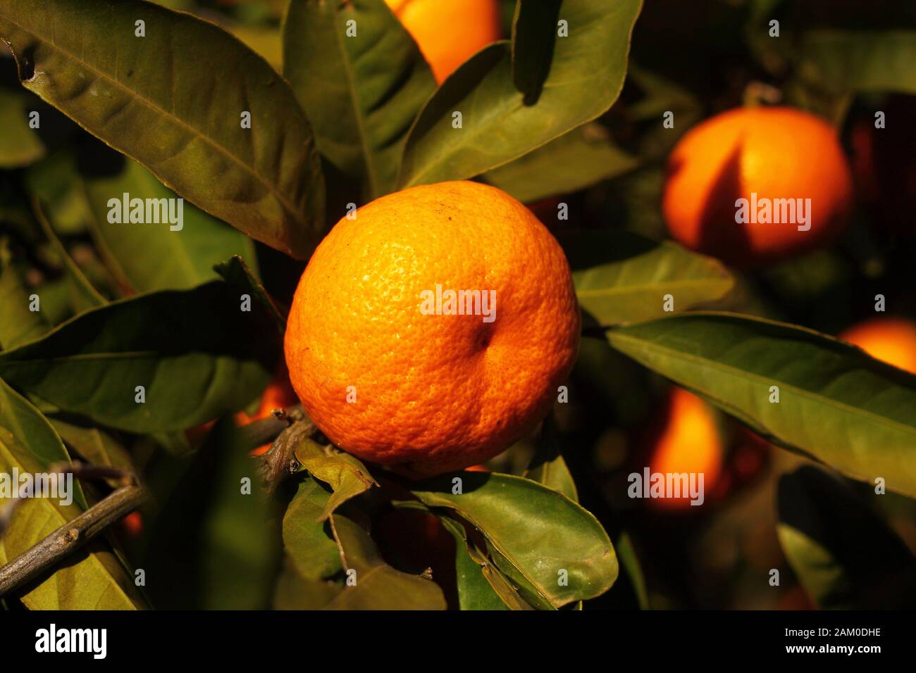 Orange mandarin on the tree. Ripe tangerine Stock Photo - Alamy