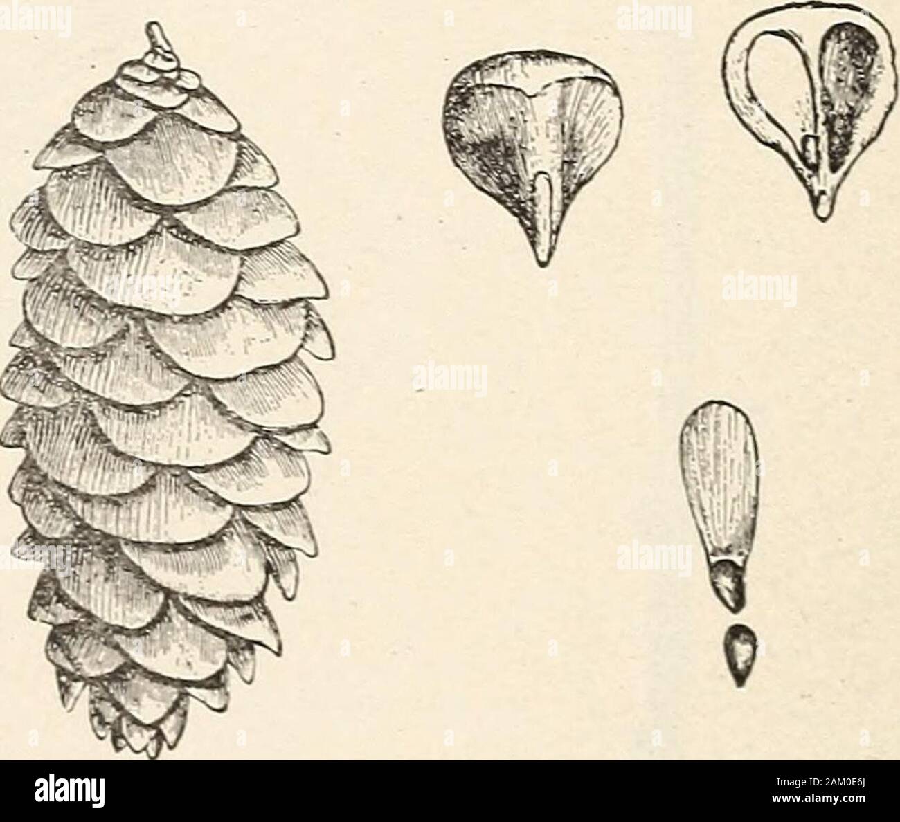 The forest nursery : collection of tree seeds and propagation ...