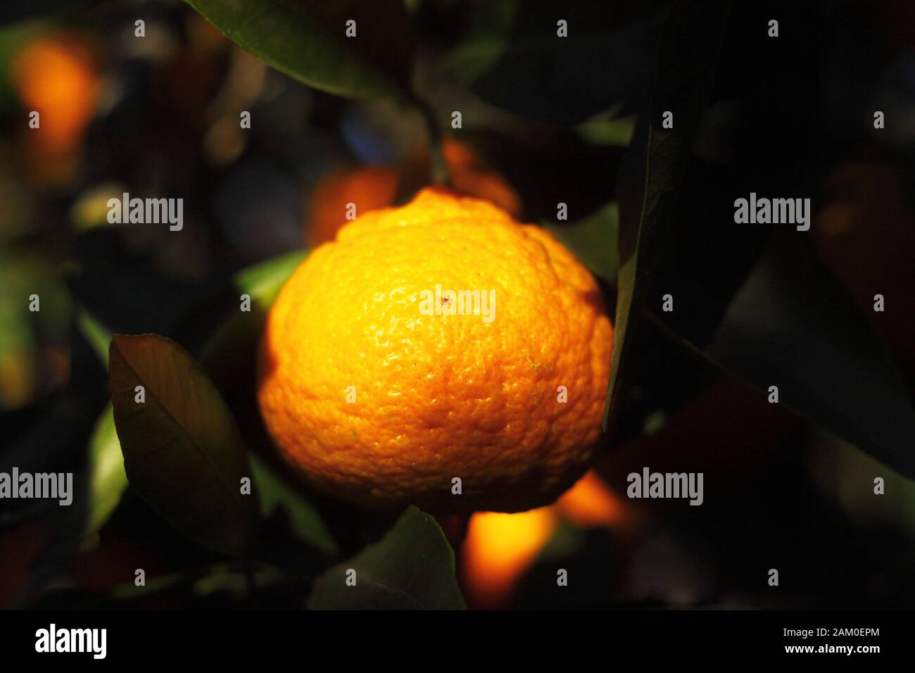 Orange mandarin on the tree. Ripe tangerine Stock Photo - Alamy