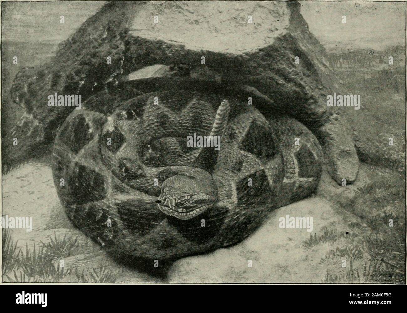 Hydrophis hi-res stock photography and images - Alamy