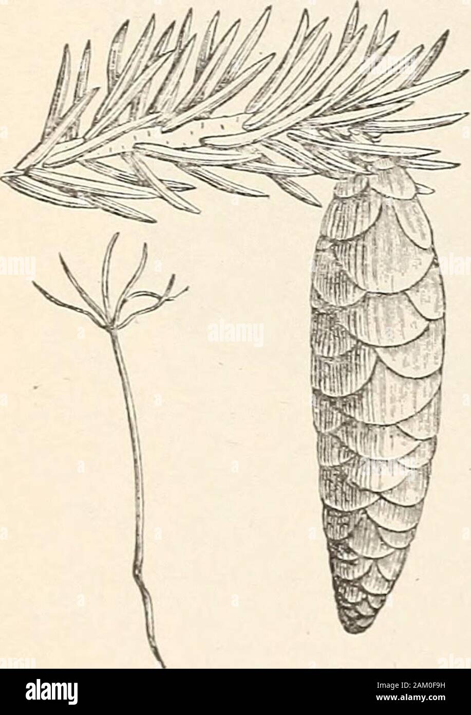 The forest nursery : collection of tree seeds and propagation ...
