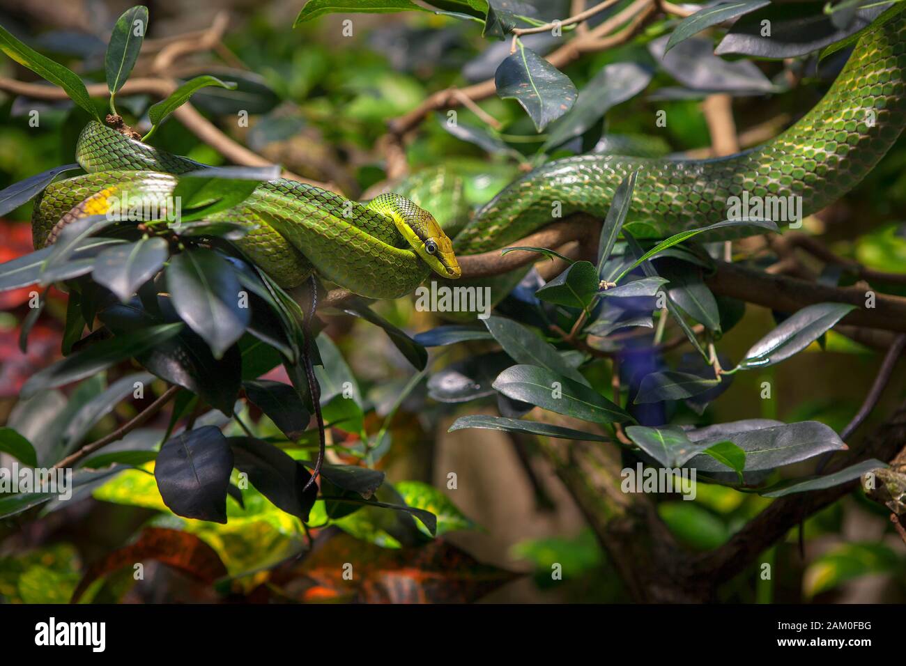 Rough green snake hi-res stock photography and images - Alamy
