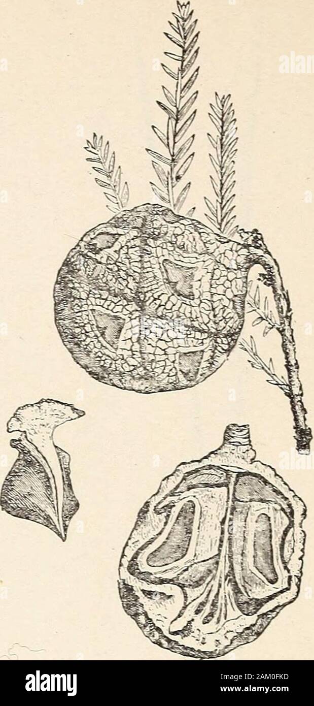 The forest nursery : collection of tree seeds and propagation ...