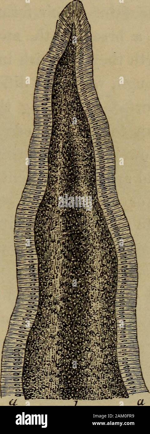 External digestion hi-res stock photography and images - Alamy