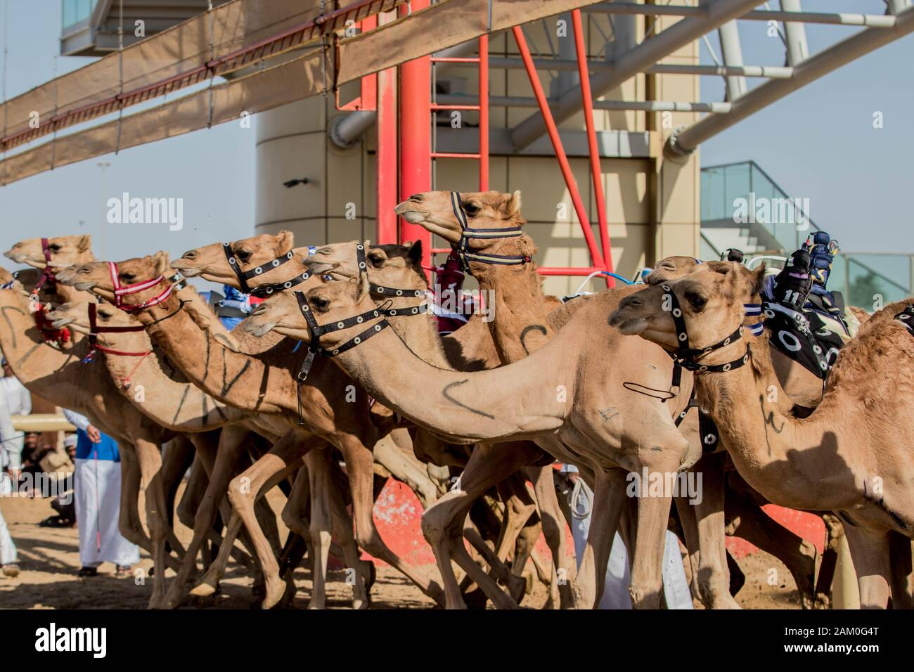 Camel Racing Dubai Al Marmoom race tack UAE Dubai November 2019 Stock ...