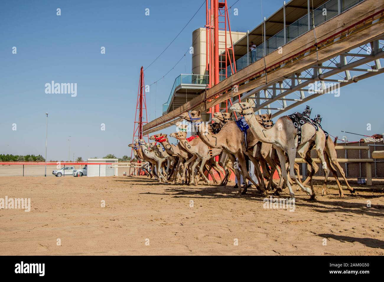 Camel racing track hi-res stock photography and images - Alamy