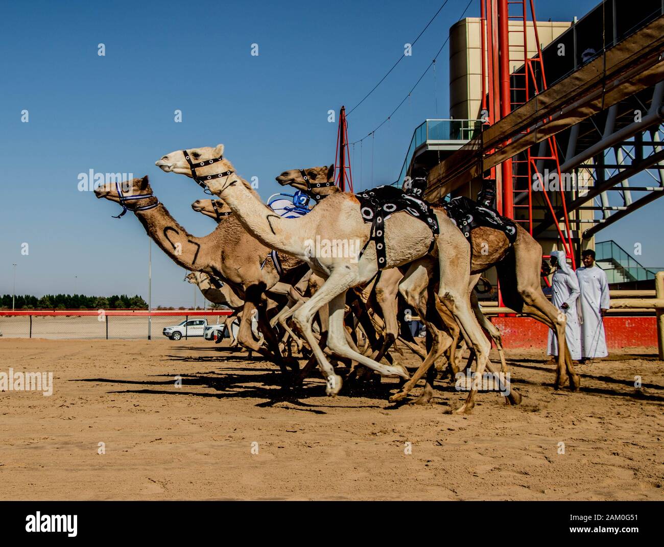 Camel Racing Dubai Al Marmoom race tack UAE Dubai November 2019 Stock ...