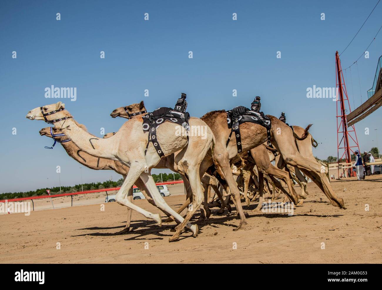Camel Racing Dubai Al Marmoom race tack UAE Dubai November 2019 Stock ...