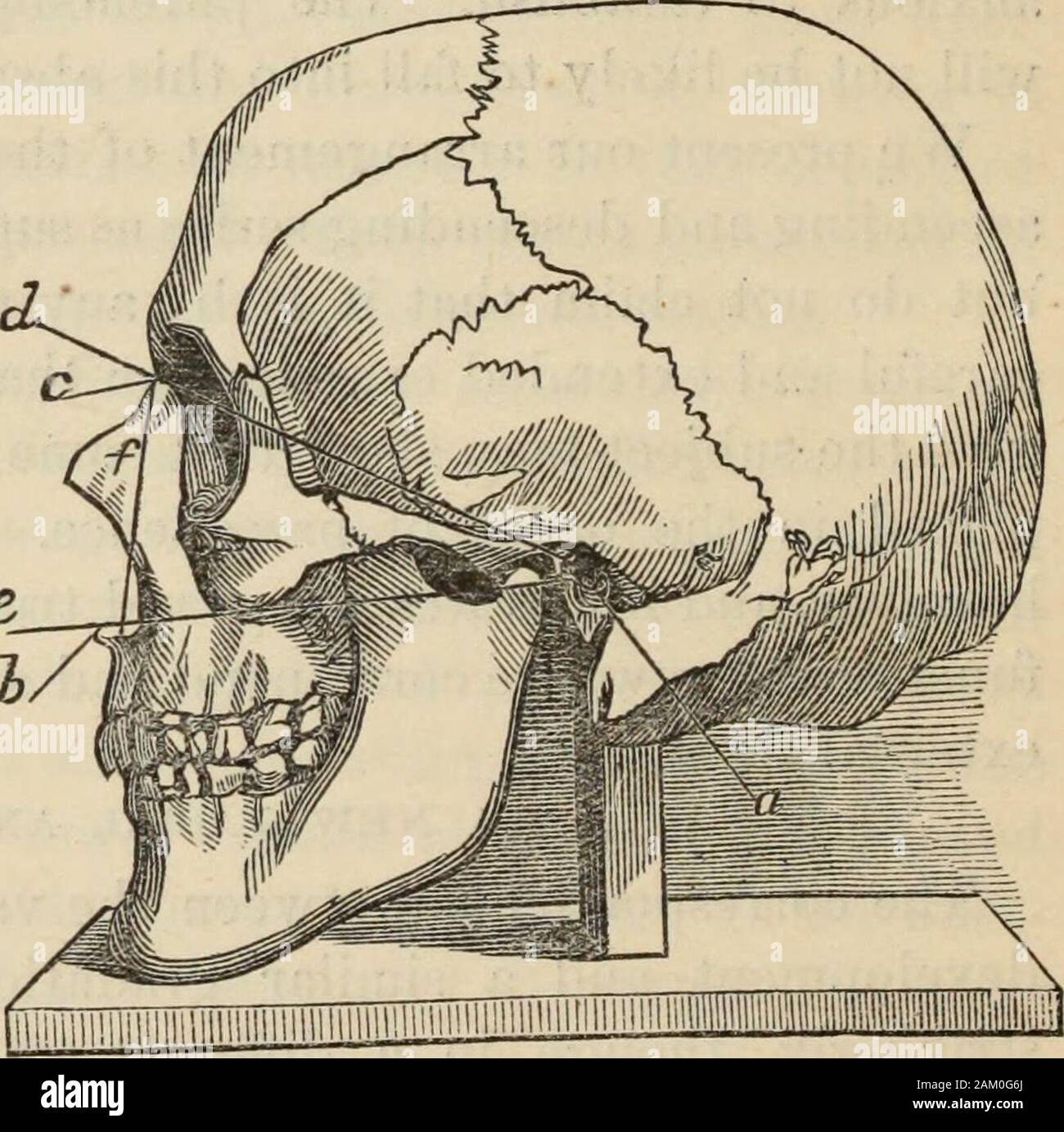 Cranial base hi-res stock photography and images - Alamy