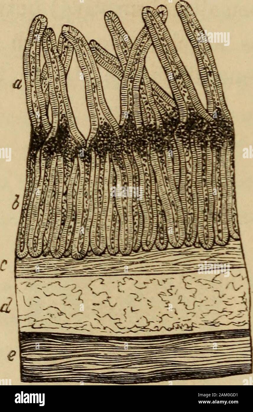 On food and its digestion: being an introduction to dietetics . calibre ...
